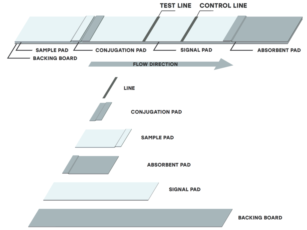 The Science behind Lateral Flow Devices - Sante Group